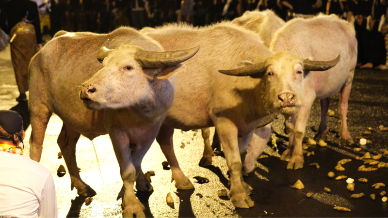 Kirab Pusaka Malam 1 Suro Surakarta: Merayakan Tradisi Keagungan - Badan Otorita Borobudur